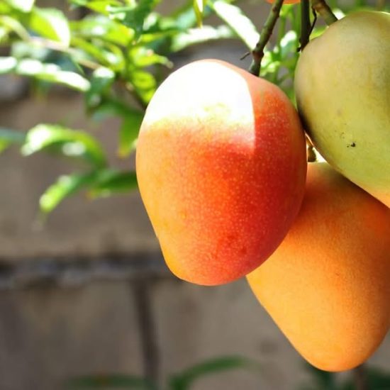 Grenada's Local Fruits