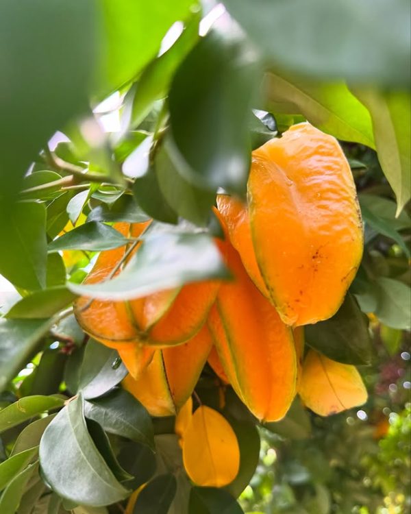 Grenada's Local Fruits